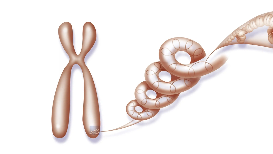 Scientists refine human cell DNA length to 205–208 cm