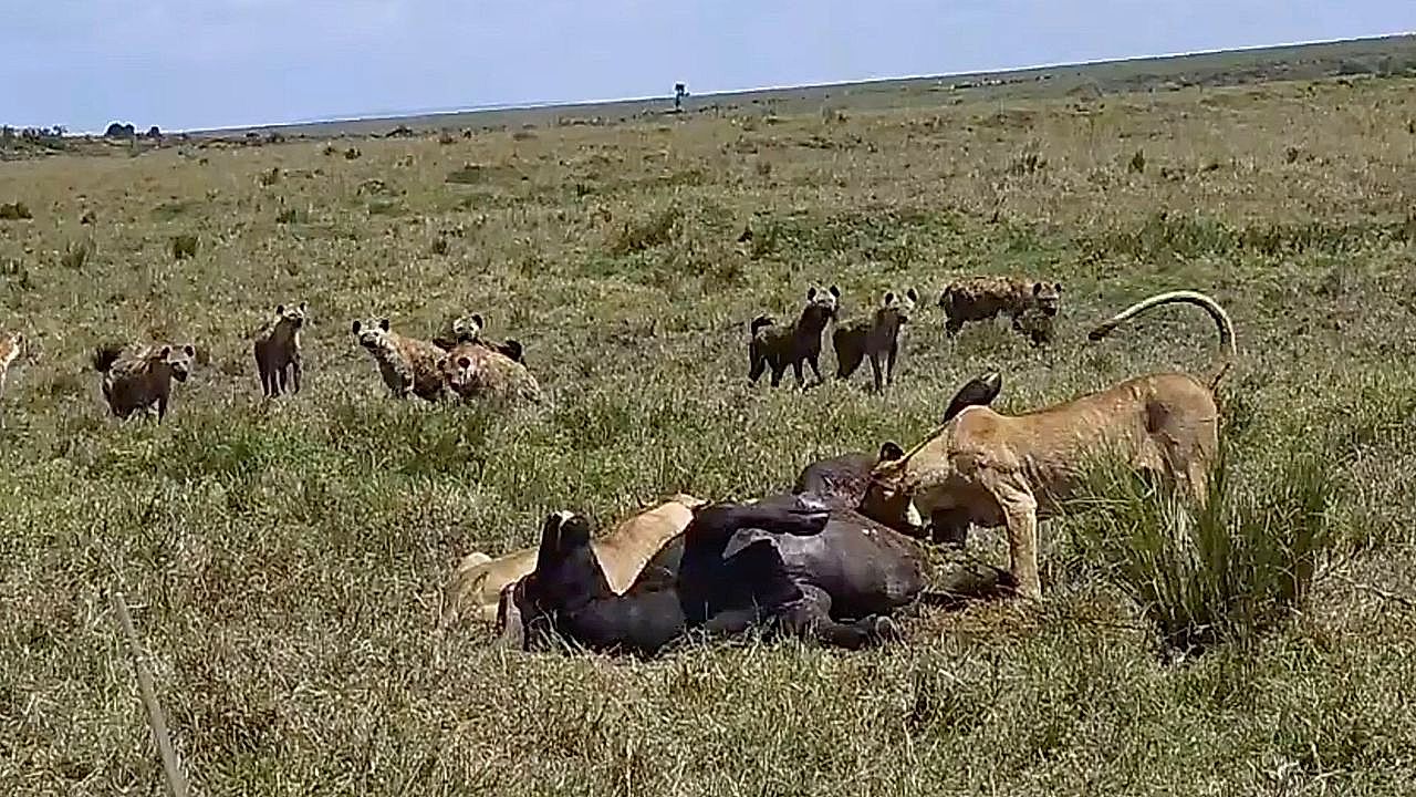 Cinq lionnes défendent leur proie face à un clan de hyènes au Kenya