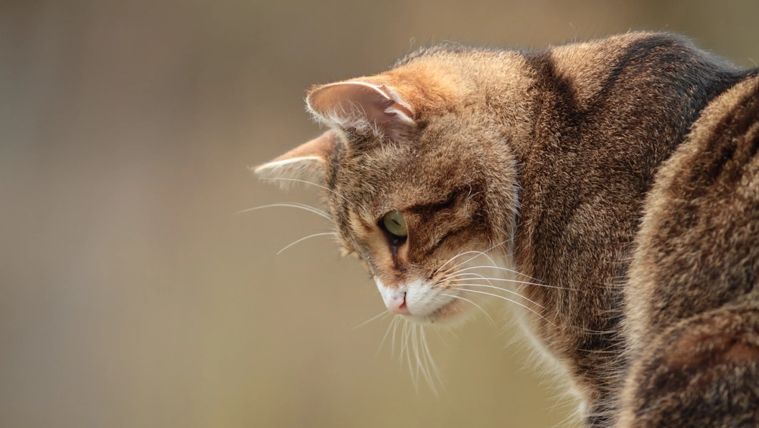 Recognizing end-of-life signs in cats