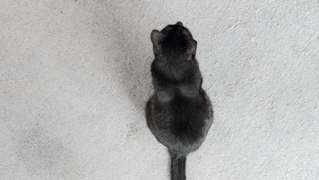 Recognizing end-of-life signs in cats
