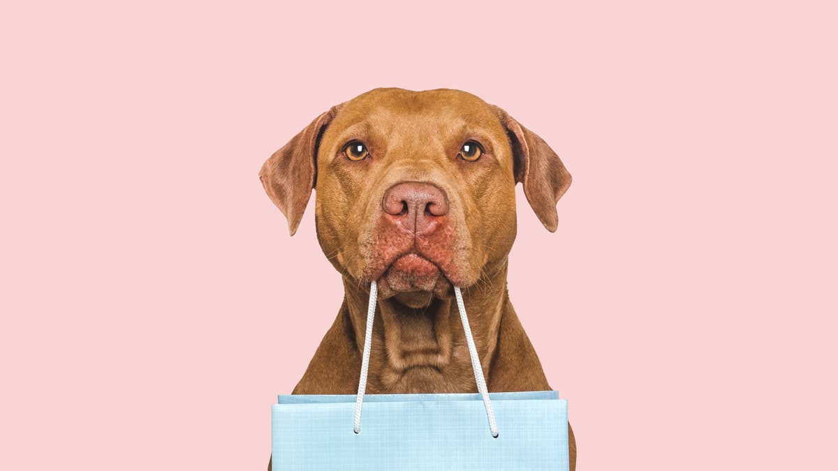 Rescue pit bull brings mom hilarious 'gift' after work