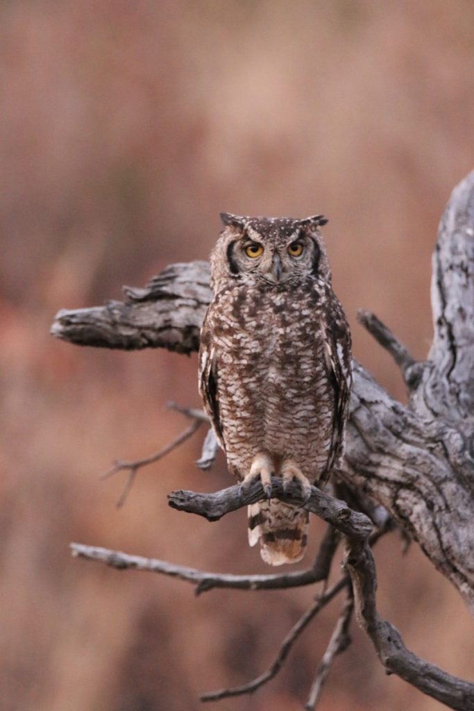 These 6 protected animals can't be legally removed from your property