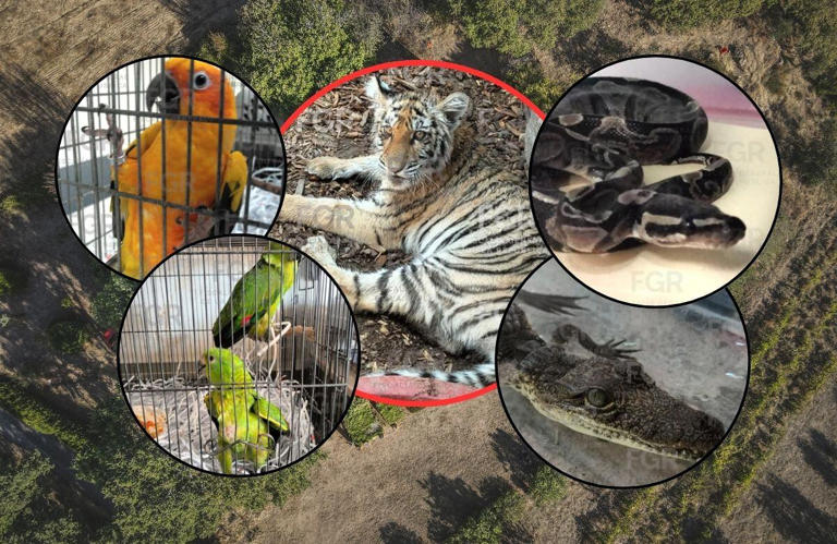 Aseguramiento de tigre de bengala y otras cinco especies silvestres en ...