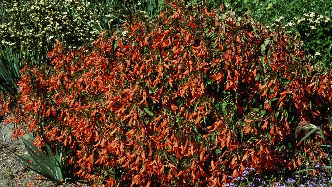 4 hanging basket plants that attract hummingbirds