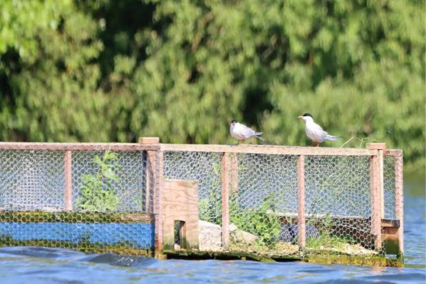 Oxfordshire lake celebrates comeback of breeding tern pair