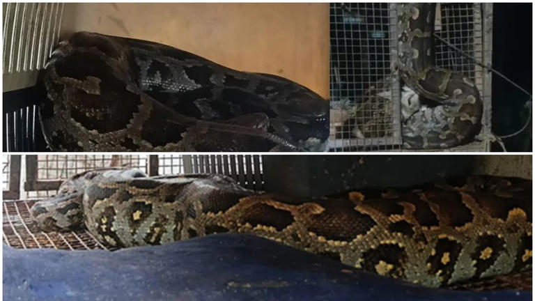 Python horror: Man locks cat in coop to protect it from dogs, snake ...