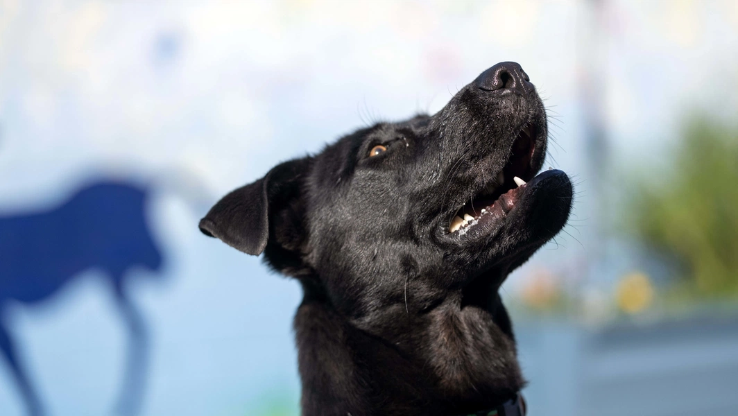 Understanding canine emotions through body language