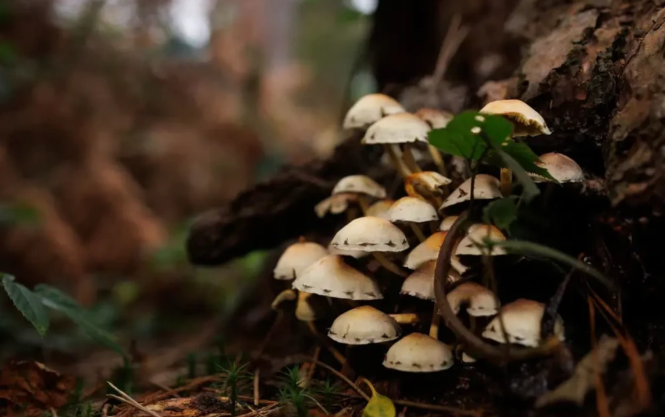 First global fungal network map reveals vast hidden carbon sink