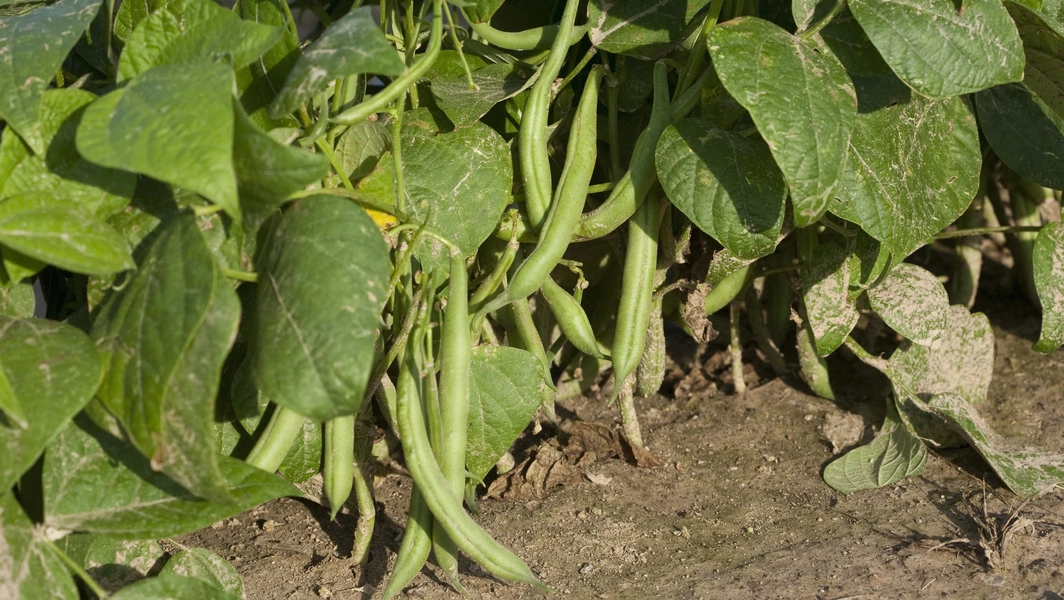 Common mistakes to avoid when growing green beans