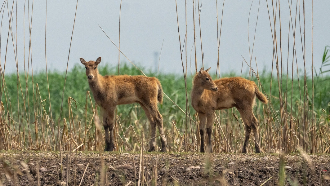 11 common deer hunting mistakes to avoid