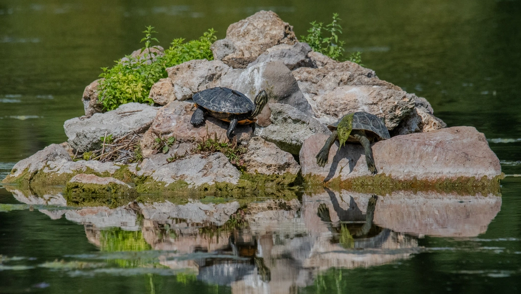 14 animals that can damage ponds