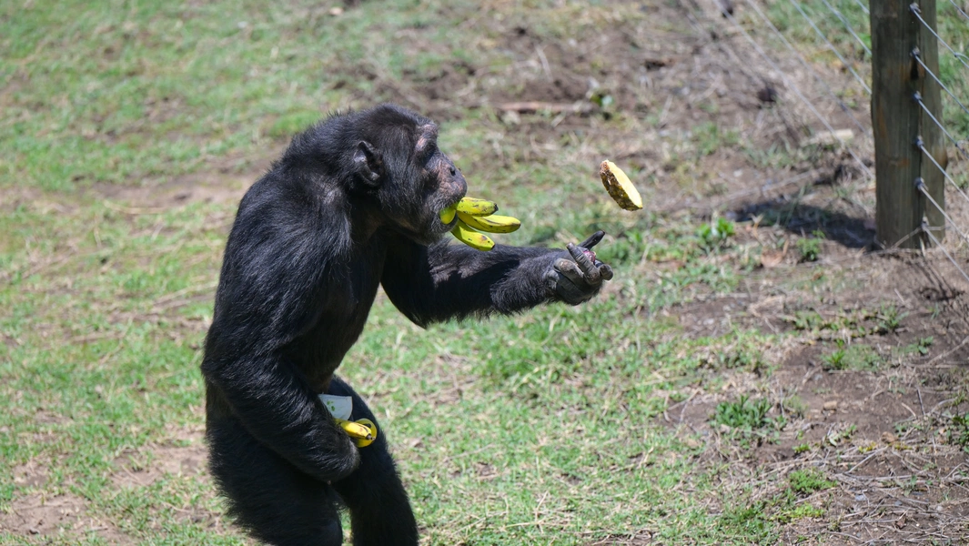 8 highly intelligent animals beyond humans