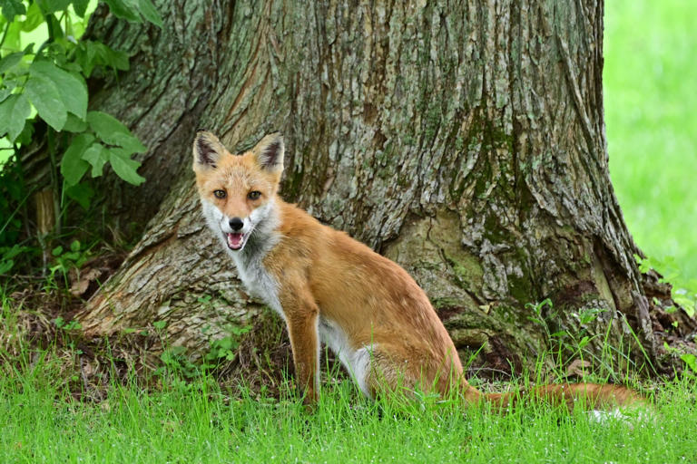 Rabid fox confirmed in metro Atlanta