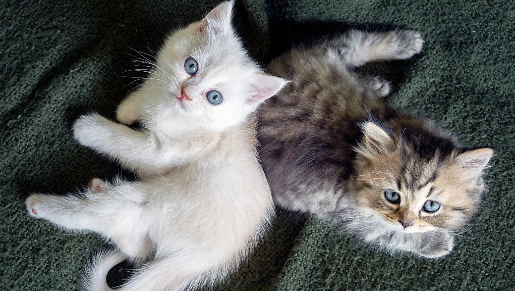 Why bonded cat siblings are pure magic