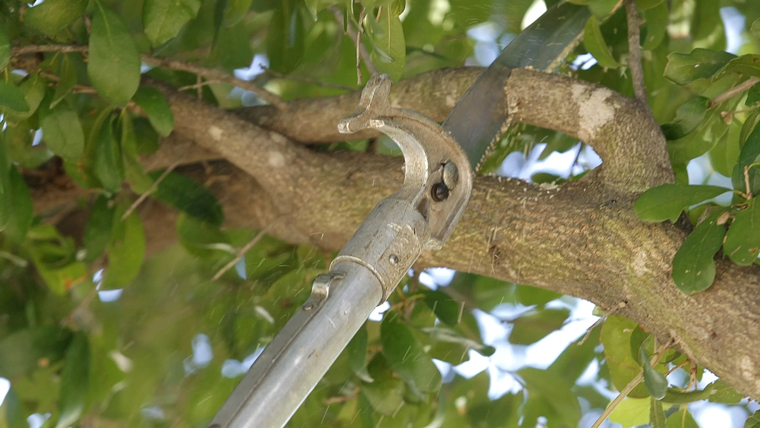 6 trees protected by strict removal laws