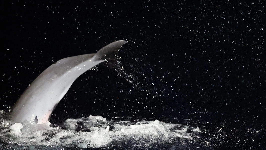 8 highly intelligent animals beyond humans