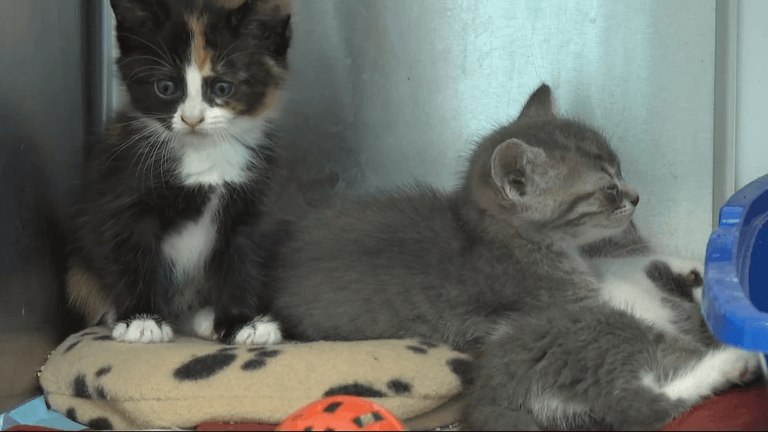 Rescue roundup: 'Berry' sweet kitten triplets looking for foster home