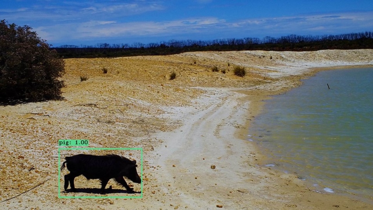 Famous tourist island claims 'boar war' victory
