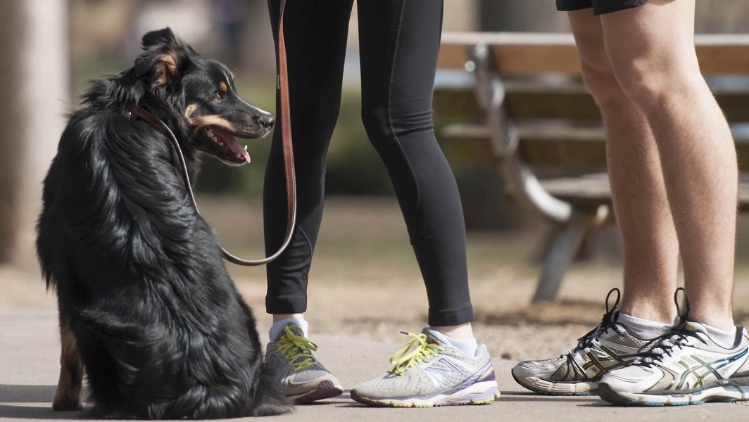 14 common dog walking mistakes to avoid
