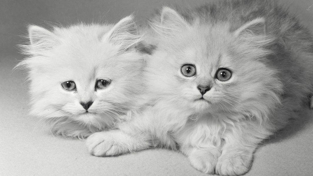 Making harmony in multi-cat homes