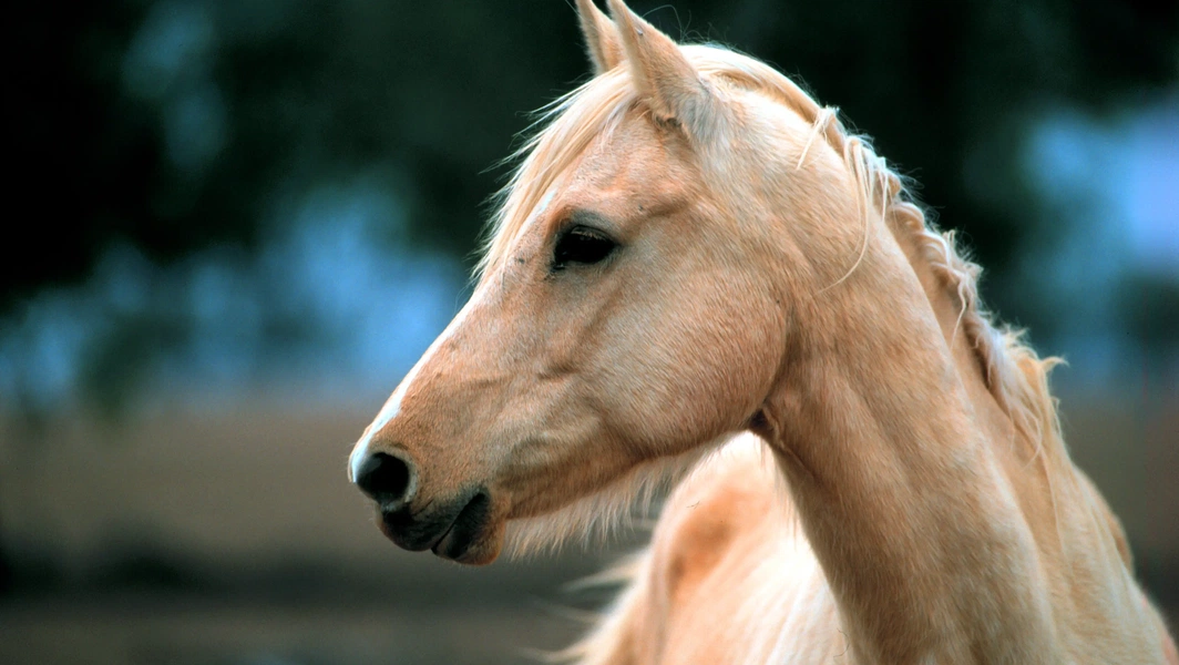 Palomino horses: Genetics, history, and care