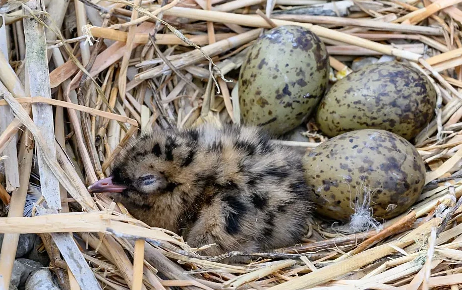 Found a baby bird? Read this before helping