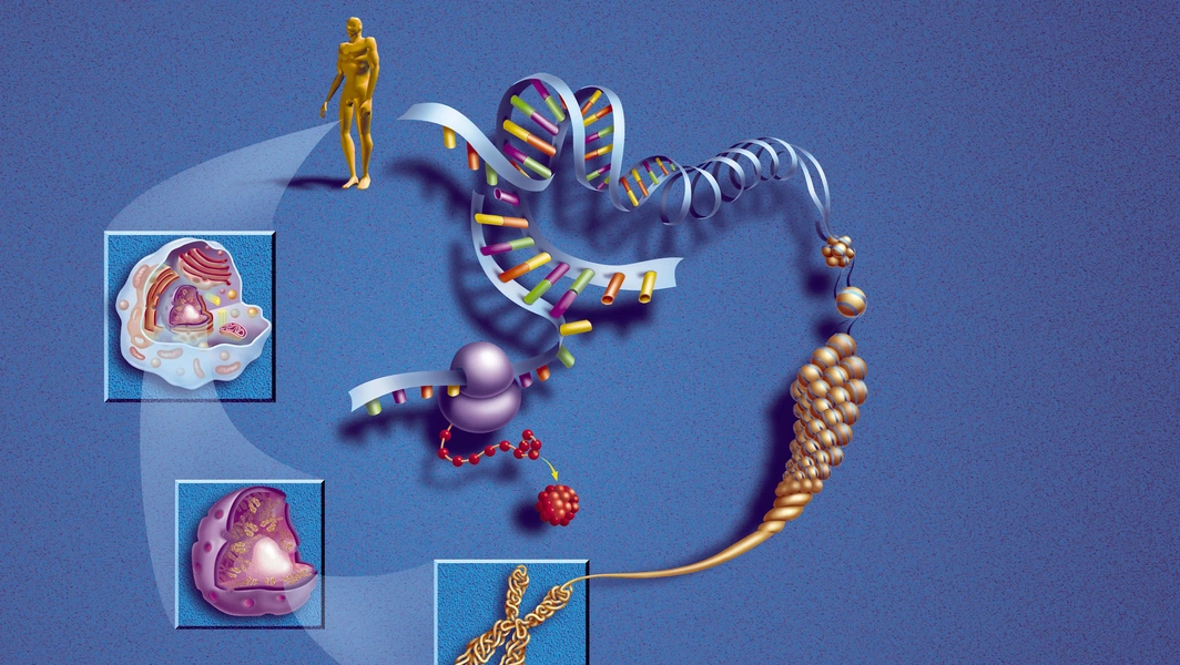 Scientists refine human cell DNA length to 205–208 cm
