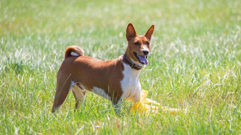 Dog breeds that were made for life with an introvert