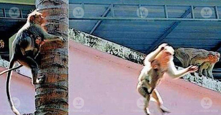 Macaque groups terrorise Kanjikode in Palakkad, residents live in fear