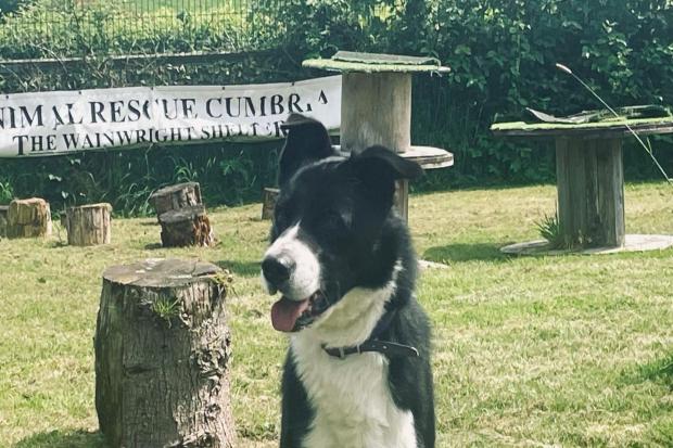 Failed sheepdog needs new home because he likes humans more than sheep