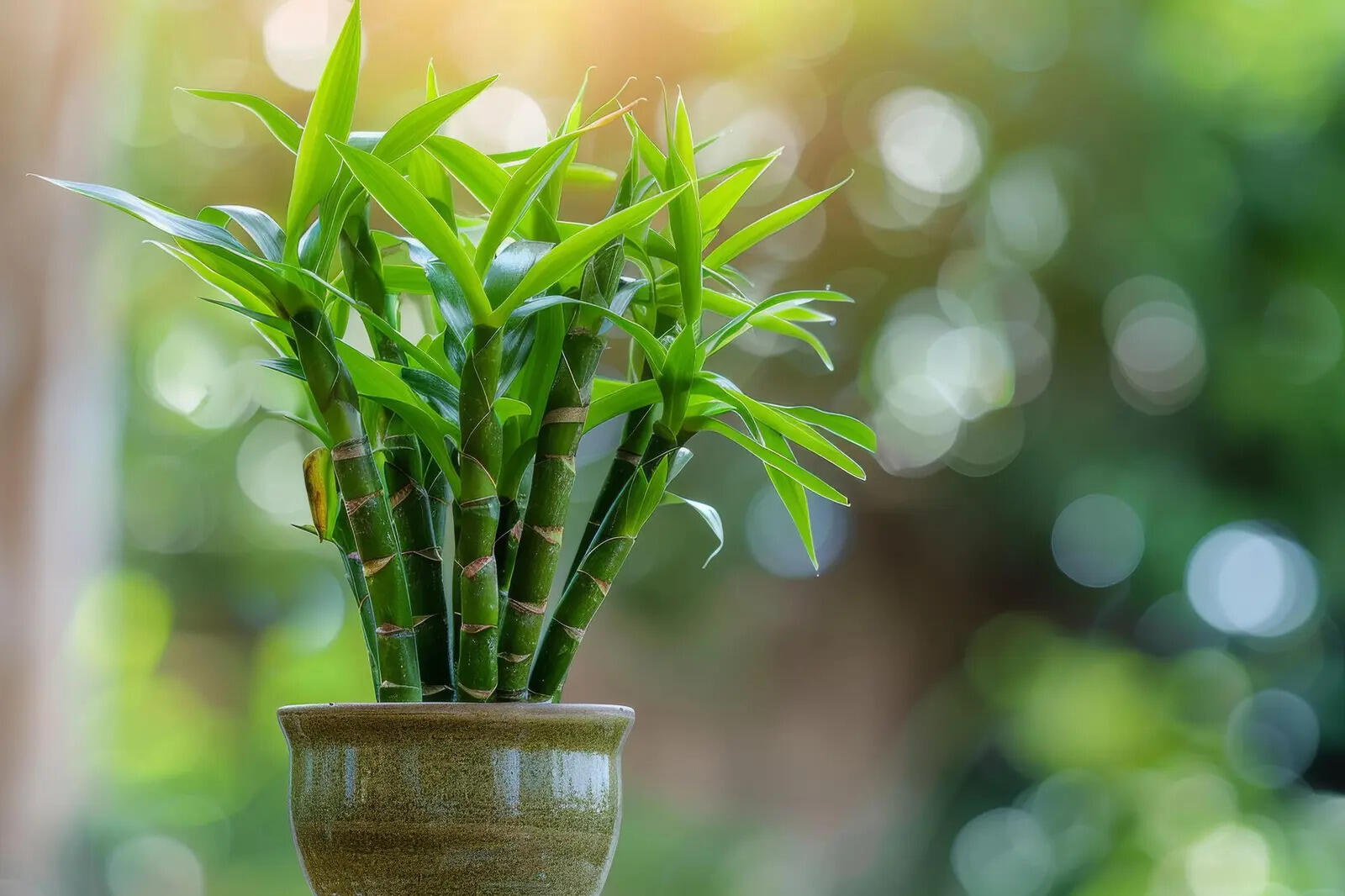 Best vastu direction for lucky bamboo to attract wealth and prosperity