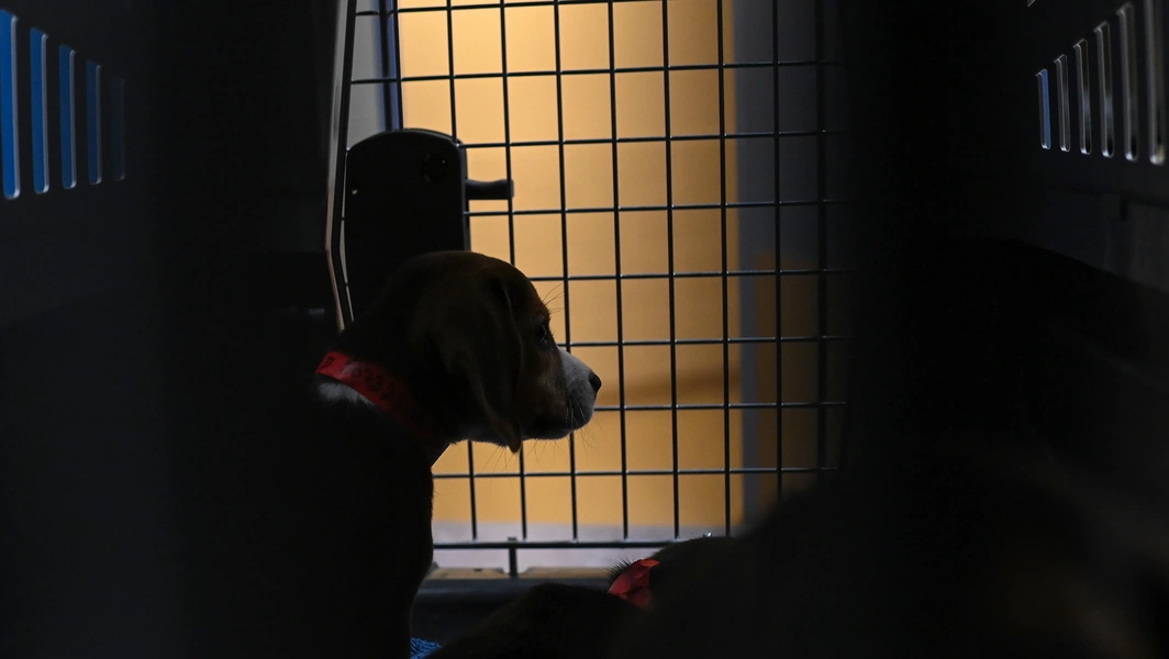 Foster care proves vital for easing shy rescue dogs’ transition