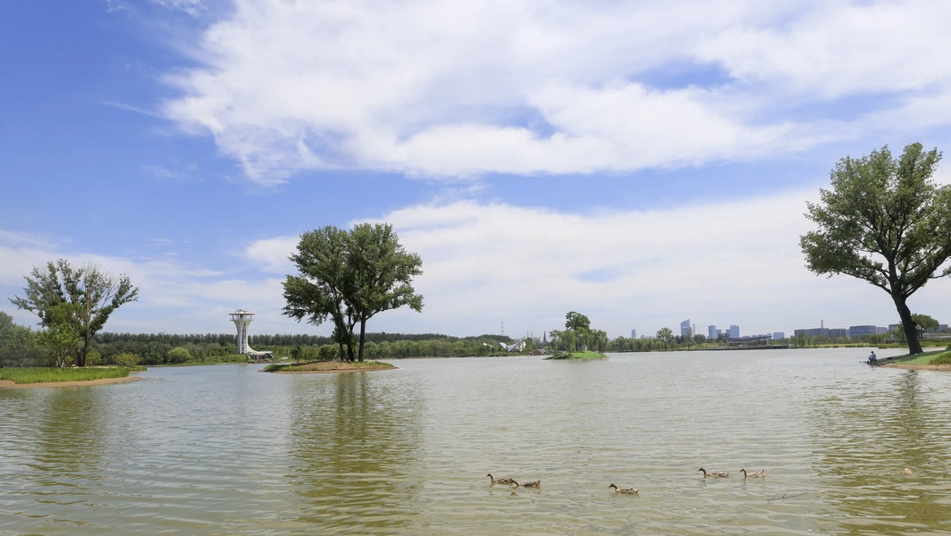 Habitats, adaptations, and population trends of ducks