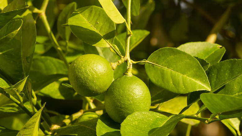The difference between a key lime & a regular lime