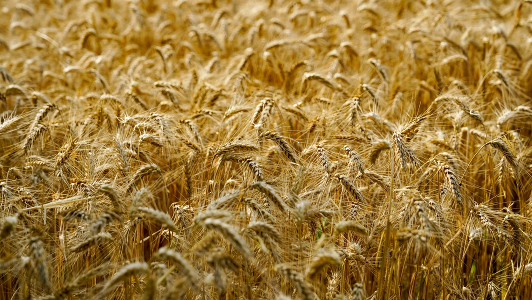 Climate threats to global food security