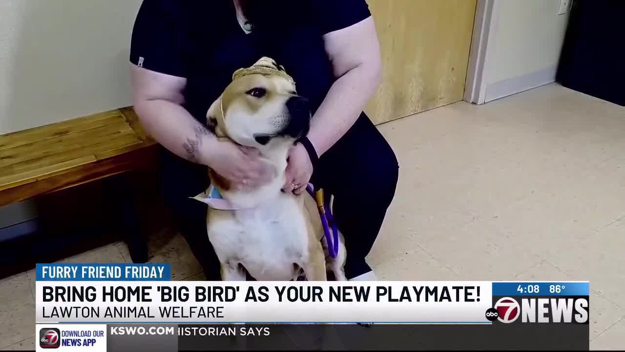 Furry Friend Friday: Meet 3-year-old pitbull mix, Big Bird