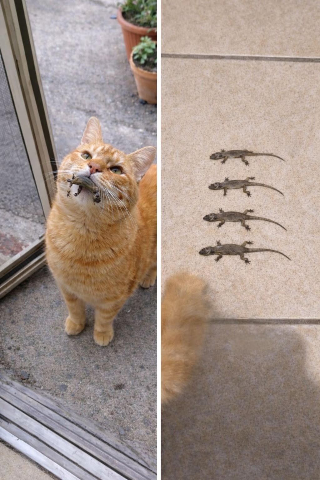 Salva Milo da una grata di scolo, tre anni dopo il gatto la ringrazia ...