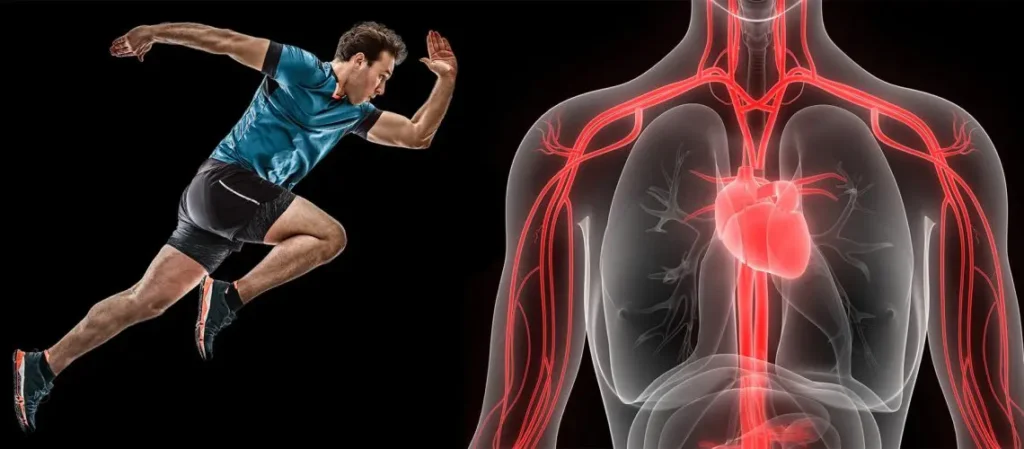 Sforzo fisico e salute cardiovascolare