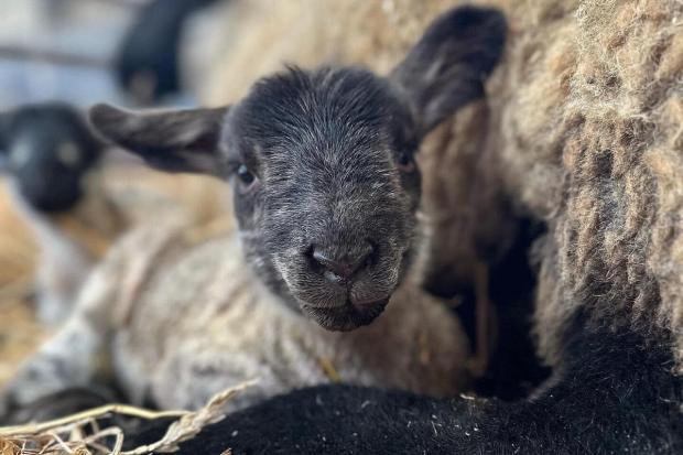 Worcestershire farm that's 'excellent value for money' among best UK ...
