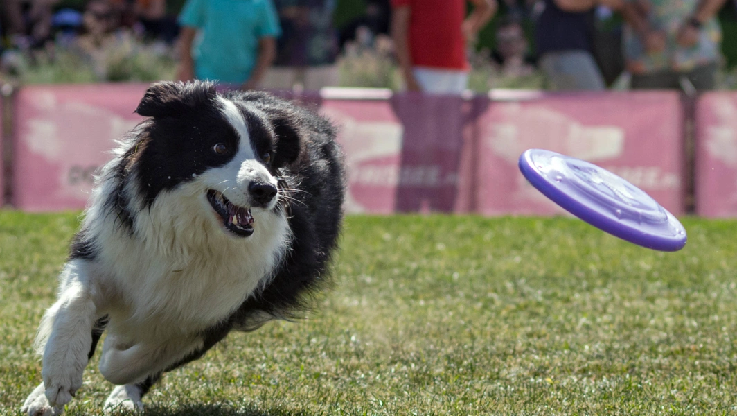 21 fun and enriching activities for happier dogs