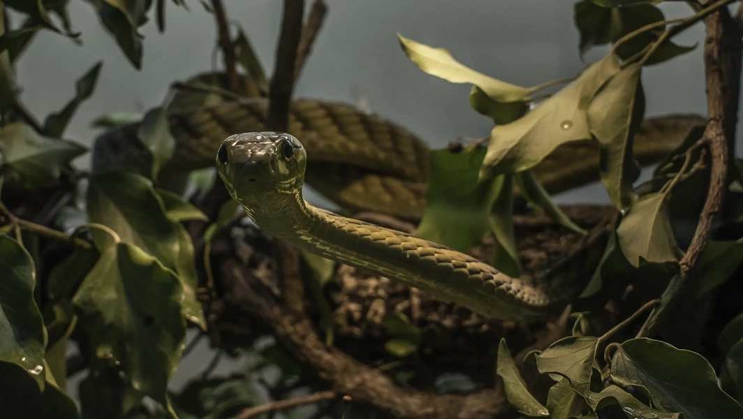 16 venomous snakes from around the world