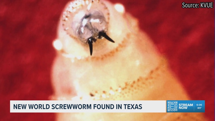 Screwworm case confirmed in Tom Green County