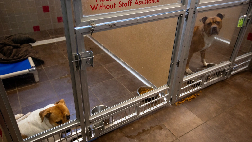 Rescue beagle Ciara slowly adapts after lab life