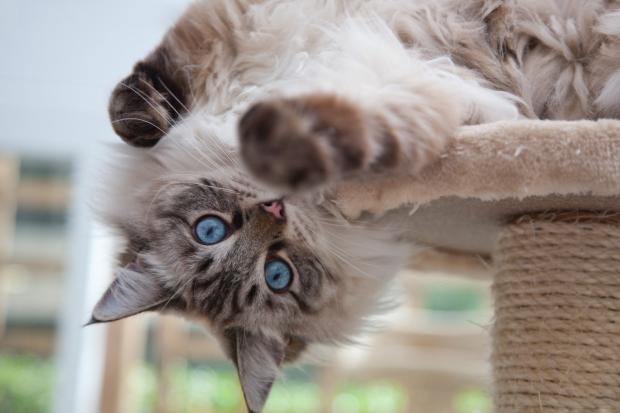 'UK's poshest cat hotel' has plans to expand and open more sites