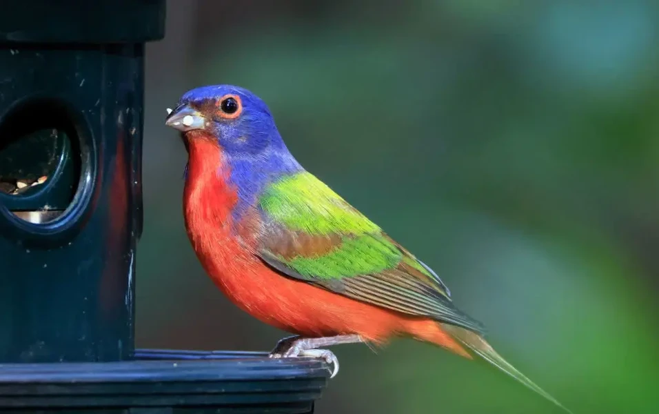 Painted bunting draws crowds as US birding hotspots revealed