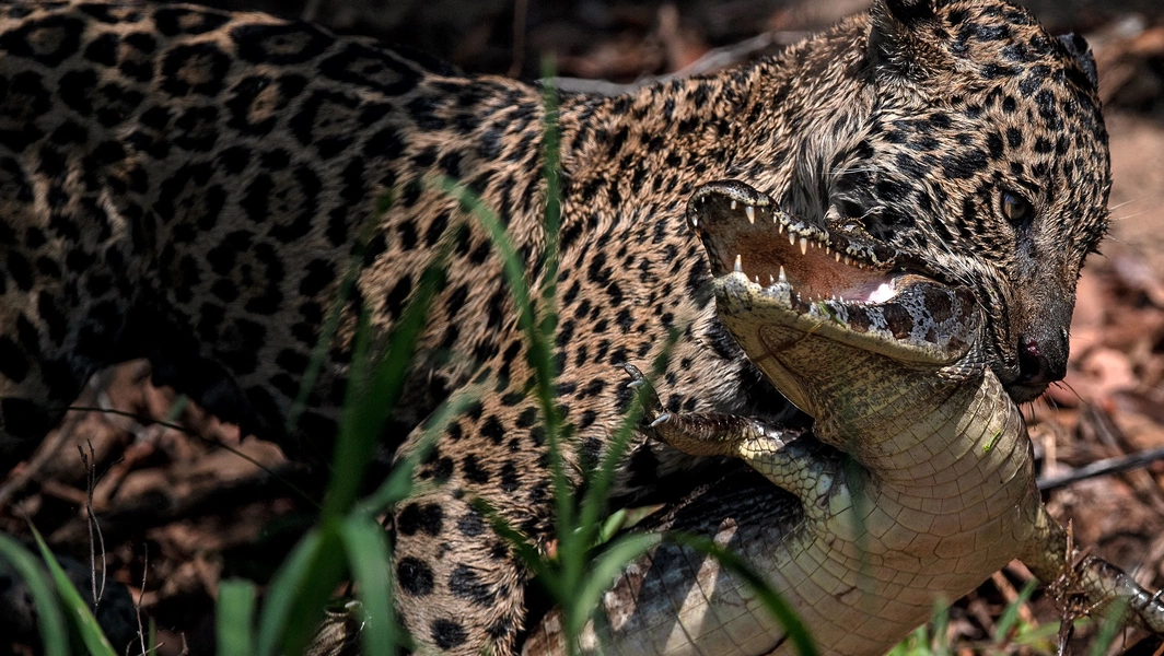 10 deadliest creatures of the Amazon
