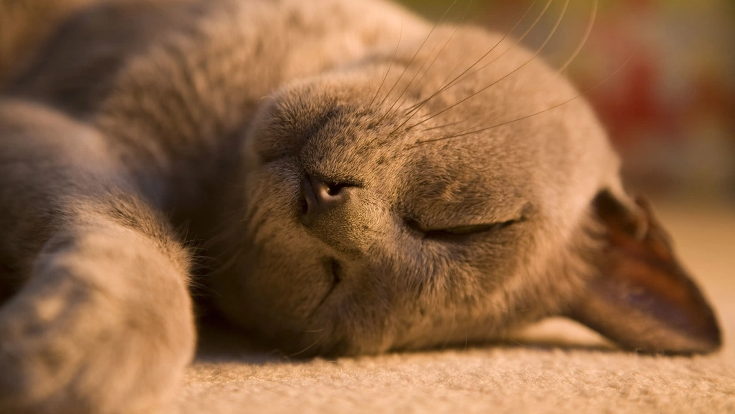 Recognizing end-of-life signs in cats