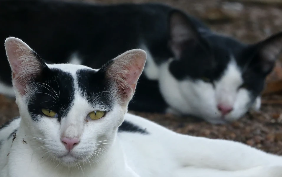 Making harmony in multi-cat homes