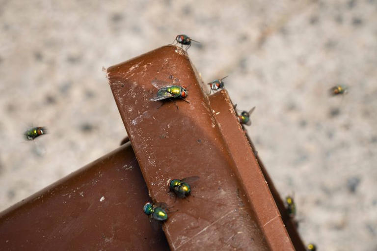 Waste bins will never be invaded by flies if you put in 1 natural item ...