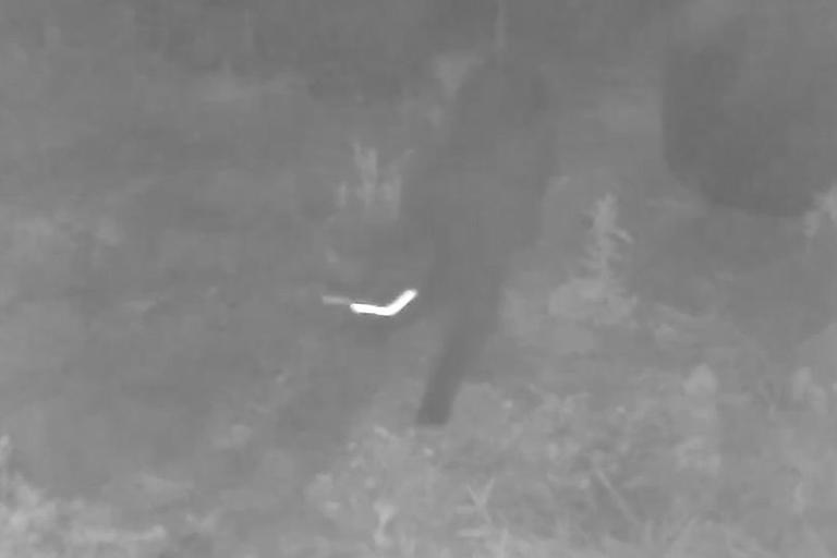 The 'big cat' sightings in Wales probed by Welsh government officers
